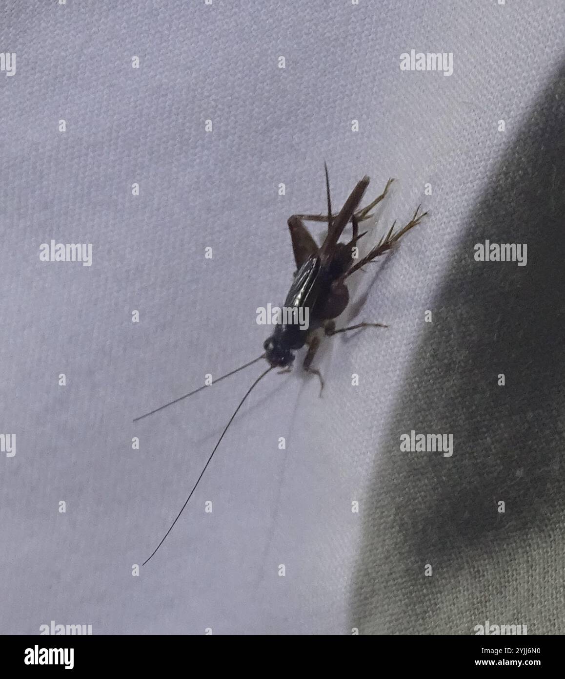 True Crickets and Allies (Grylloidea Stock Photo - Alamy