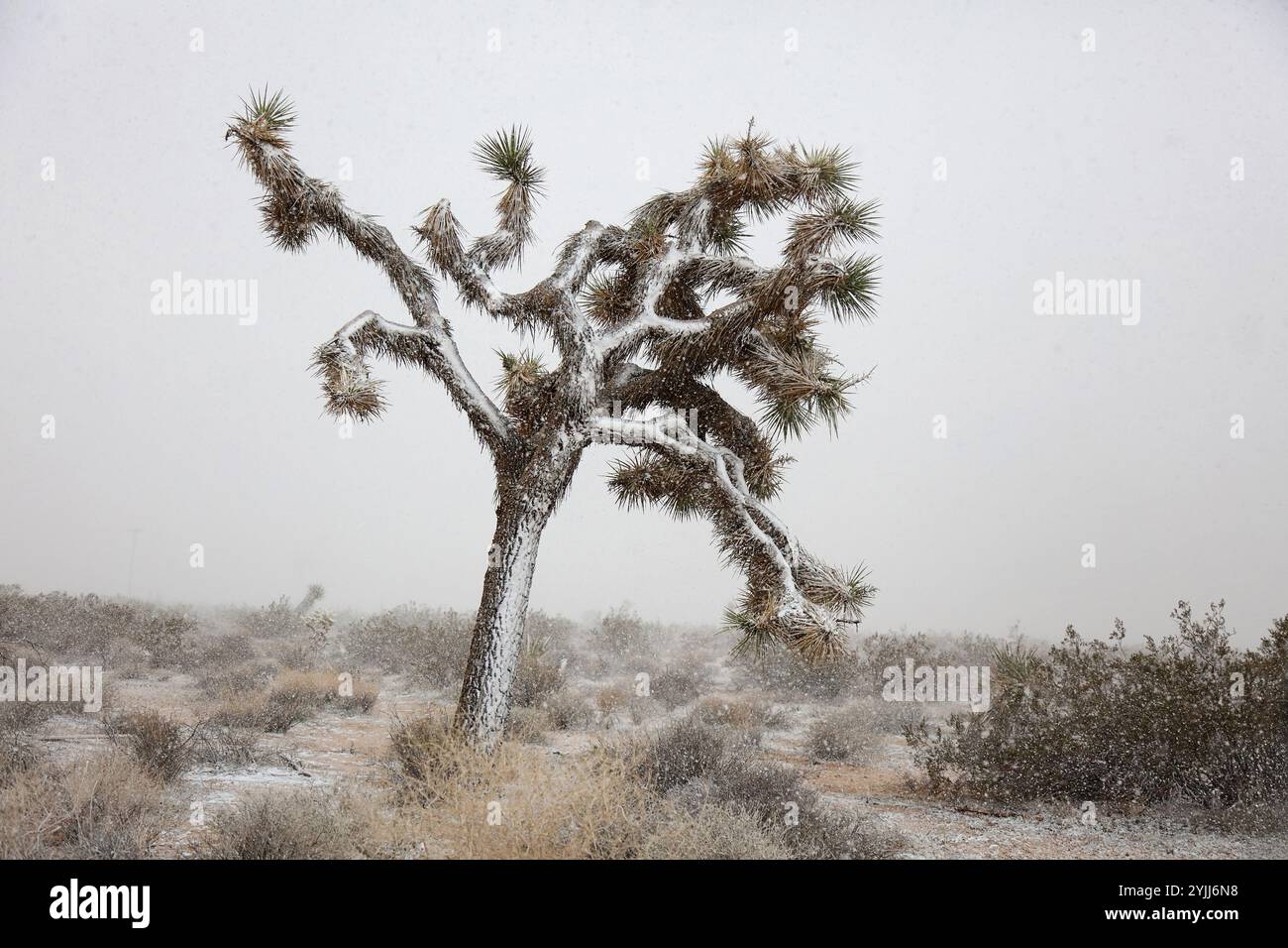 Snow-covered Joshua tree in a desert landscape during snowfall Stock ...