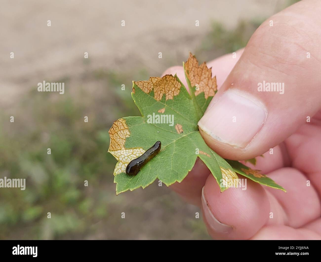 Cherry slug sawfly hi-res stock photography and images - Alamy