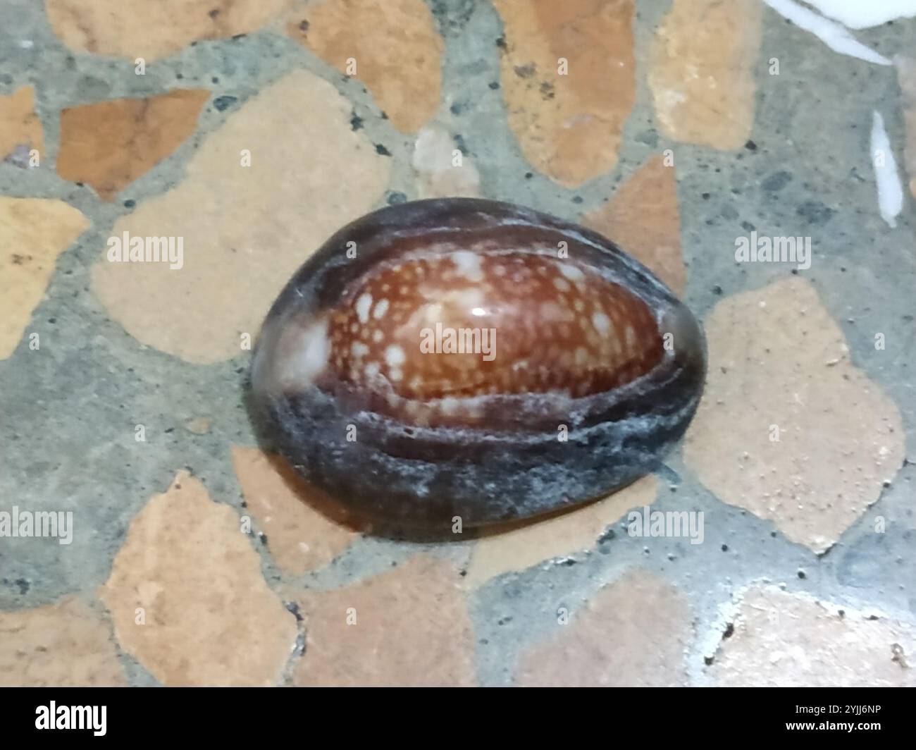 Snakehead Cowrie (Monetaria caputserpentis Stock Photo - Alamy