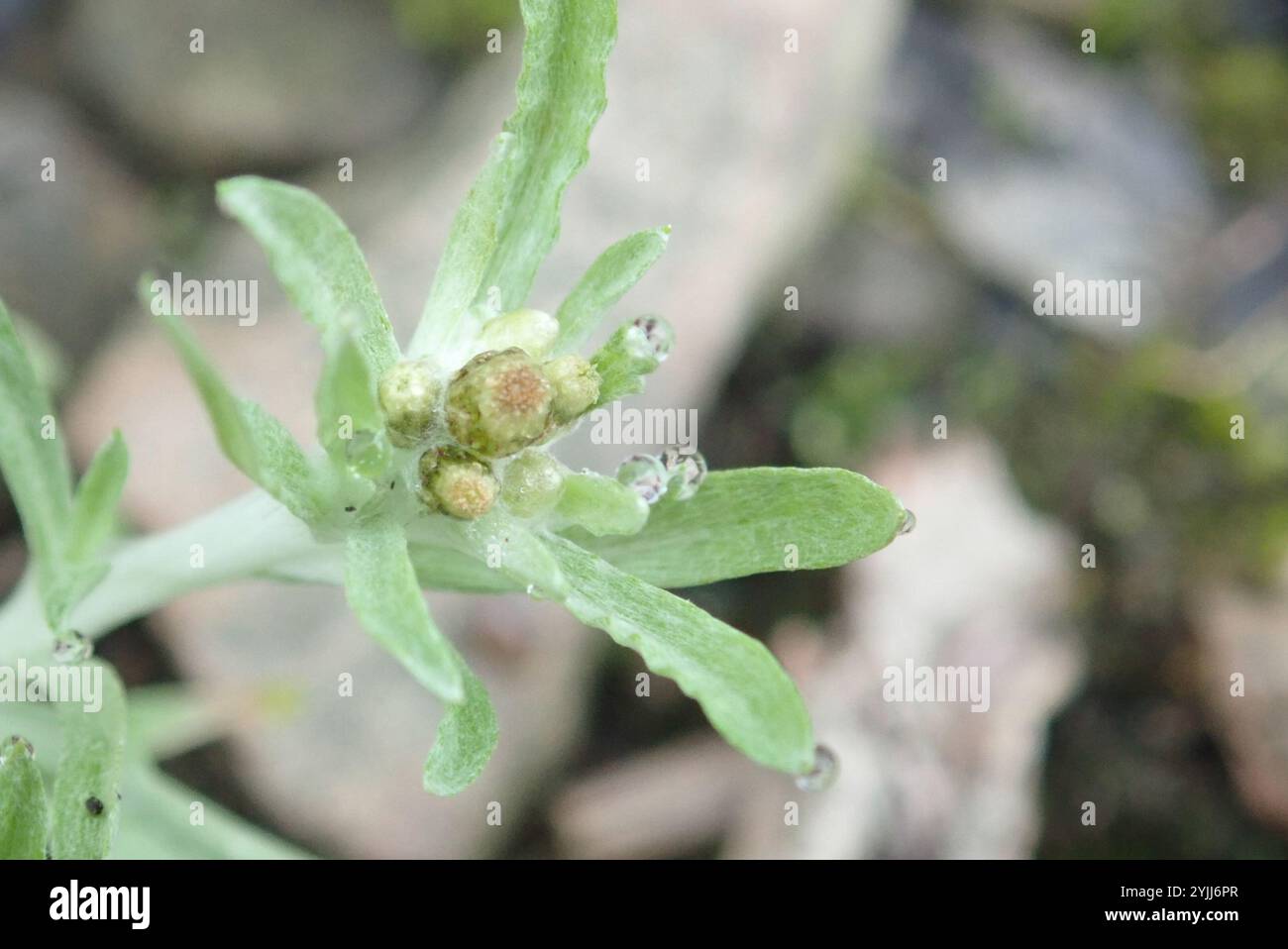 Marsh cudweed hi-res stock photography and images - Alamy