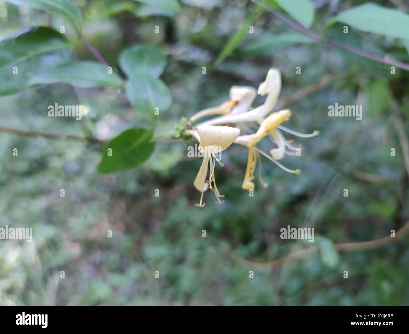 Common Honeysuckle (Lonicera periclymenum Stock Photo - Alamy