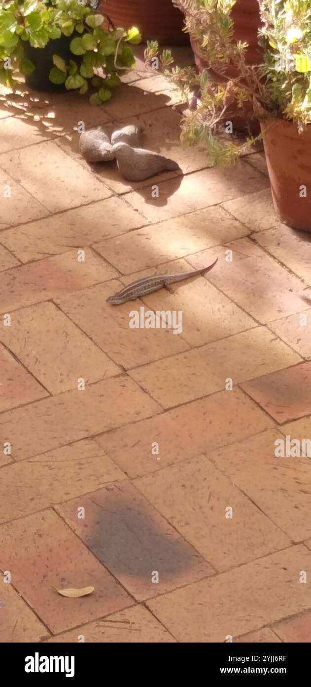 Cape Skink (Trachylepis capensis Stock Photo - Alamy