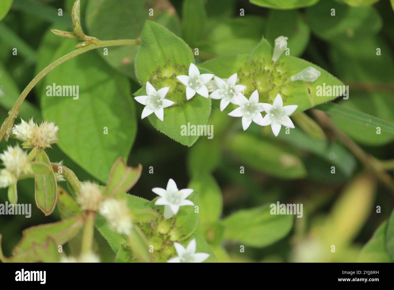 Tropical Mexican Clover (Richardia brasiliensis Stock Photo - Alamy