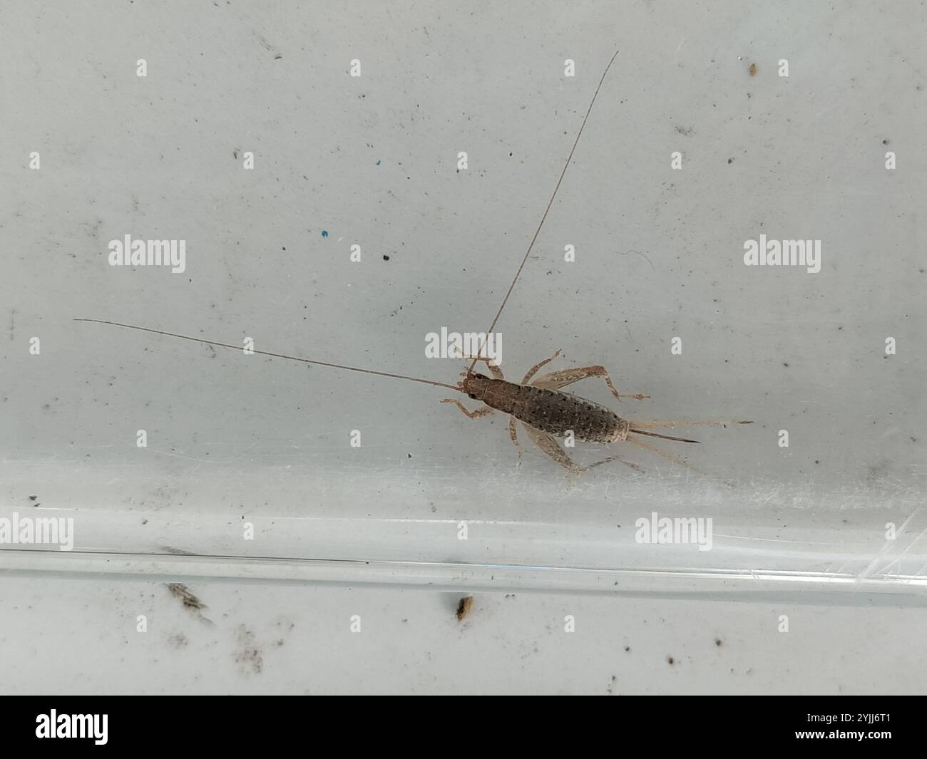 Hapithus hi-res stock photography and images - Alamy