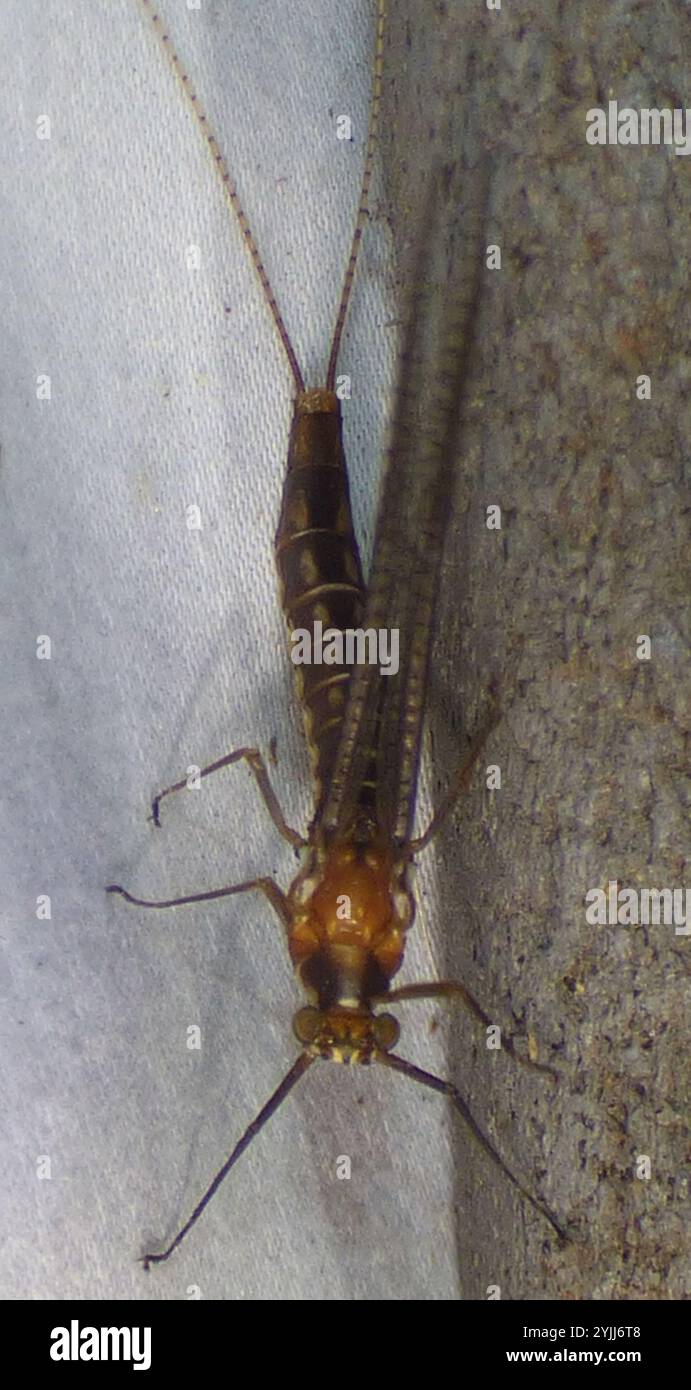 Giant mayfly hexagenia limbata hi-res stock photography and images - Alamy