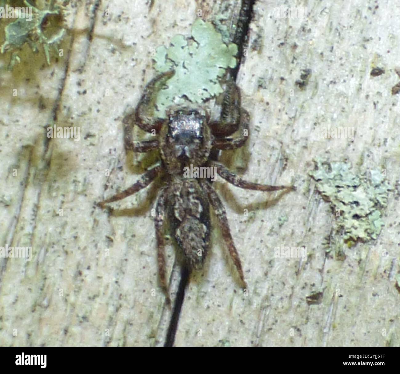 Tan Jumping Spider (Platycryptus undatus Stock Photo - Alamy