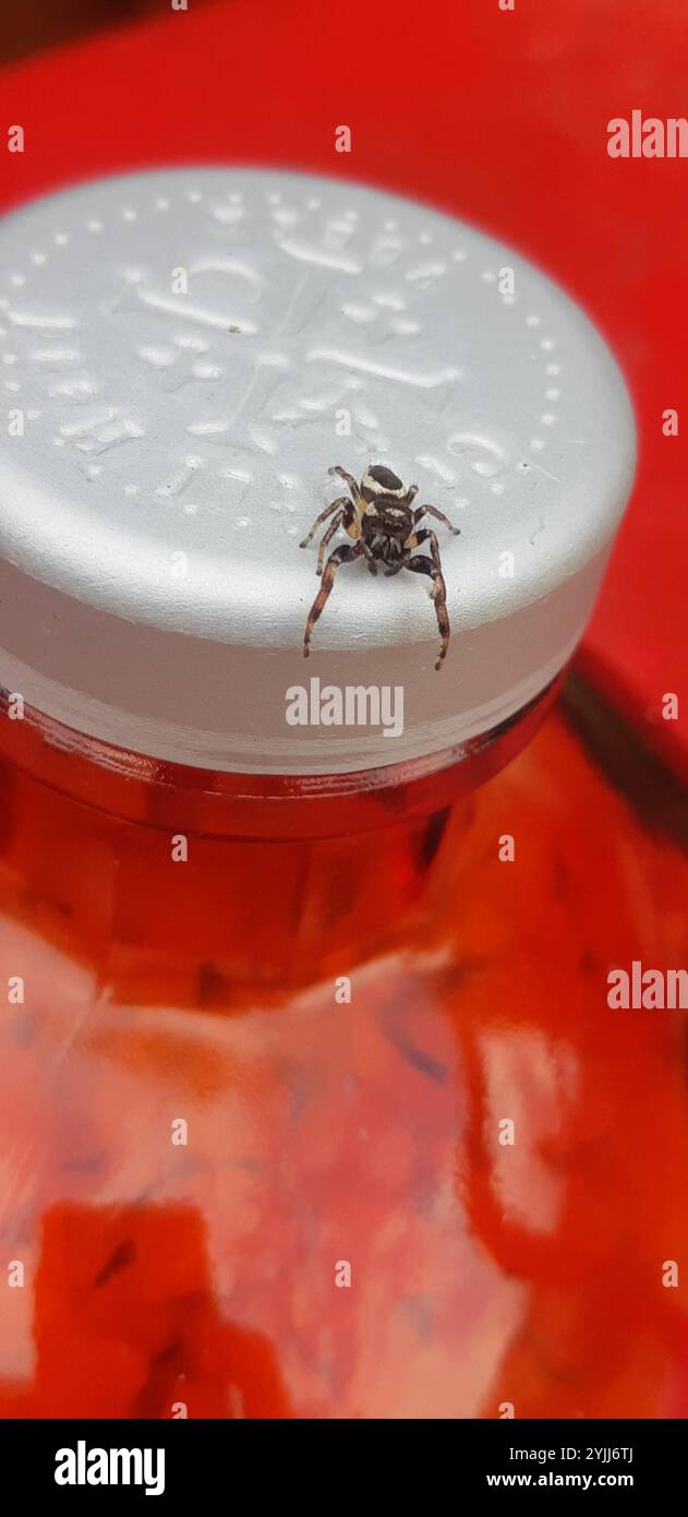Bronze Jumping Spider (Eris militaris Stock Photo - Alamy