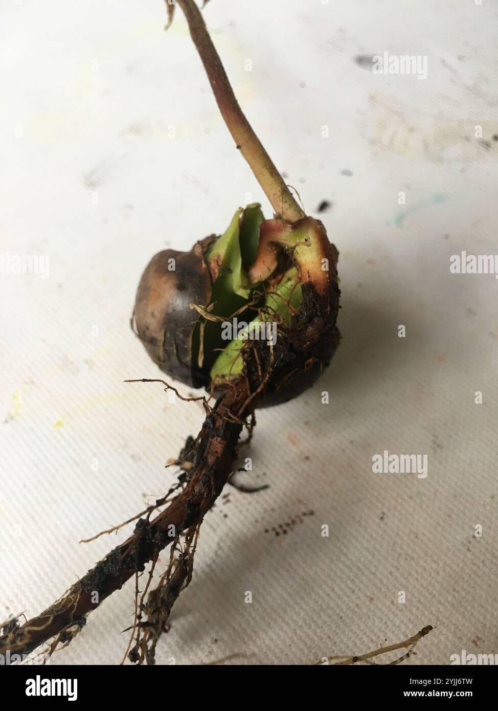 Andean oak (Quercus humboldtii Stock Photo - Alamy
