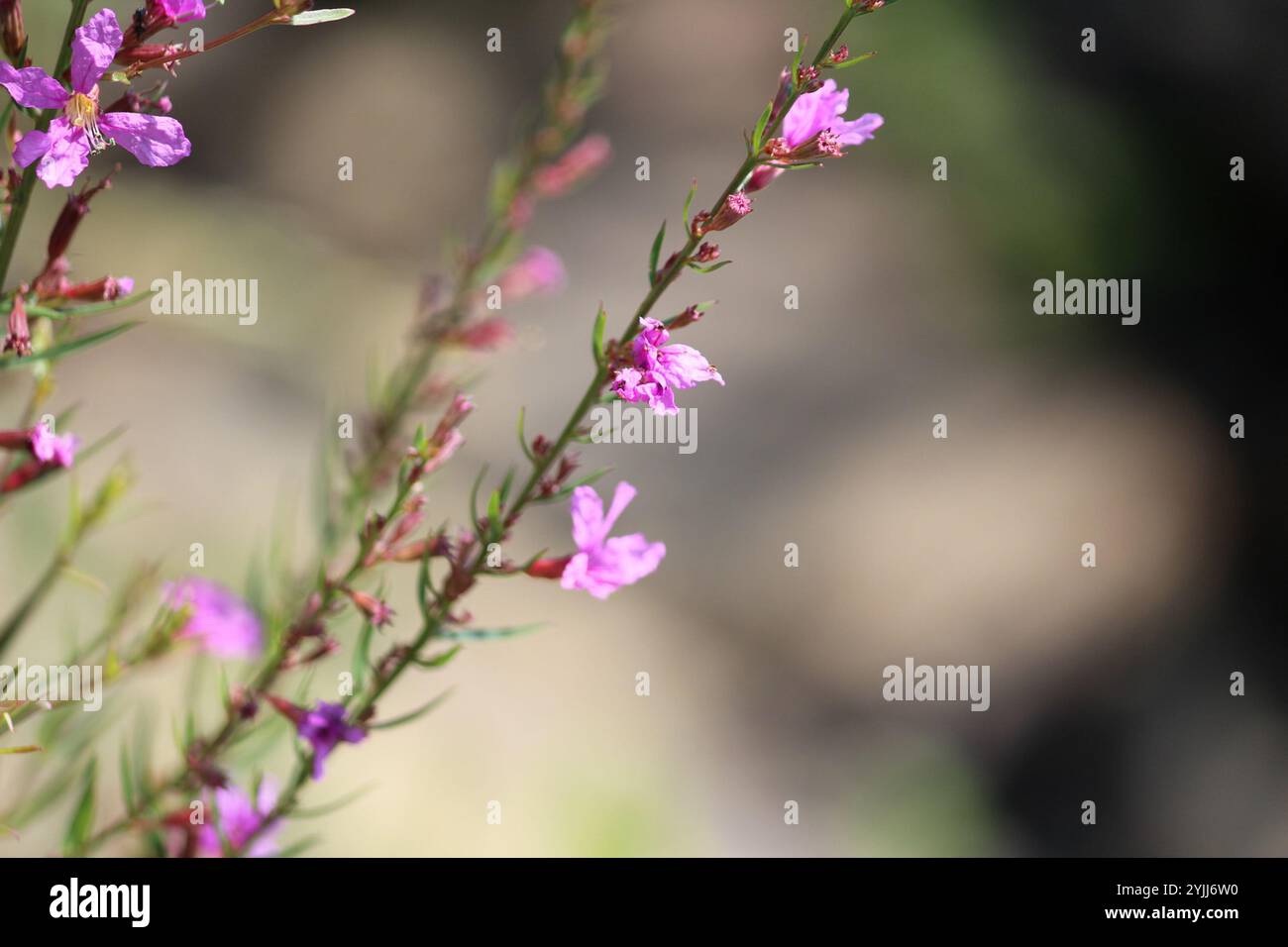 Wanded Loosestrife (Lythrum virgatum Stock Photo - Alamy
