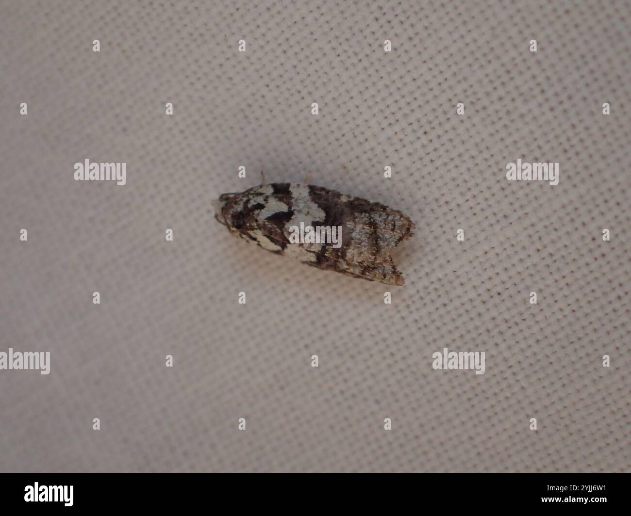 Eastern Black-headed Budworm Moth (Acleris variana Stock Photo - Alamy