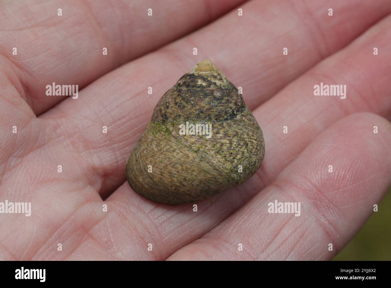 Lined Top Shell (Phorcus lineatus Stock Photo - Alamy