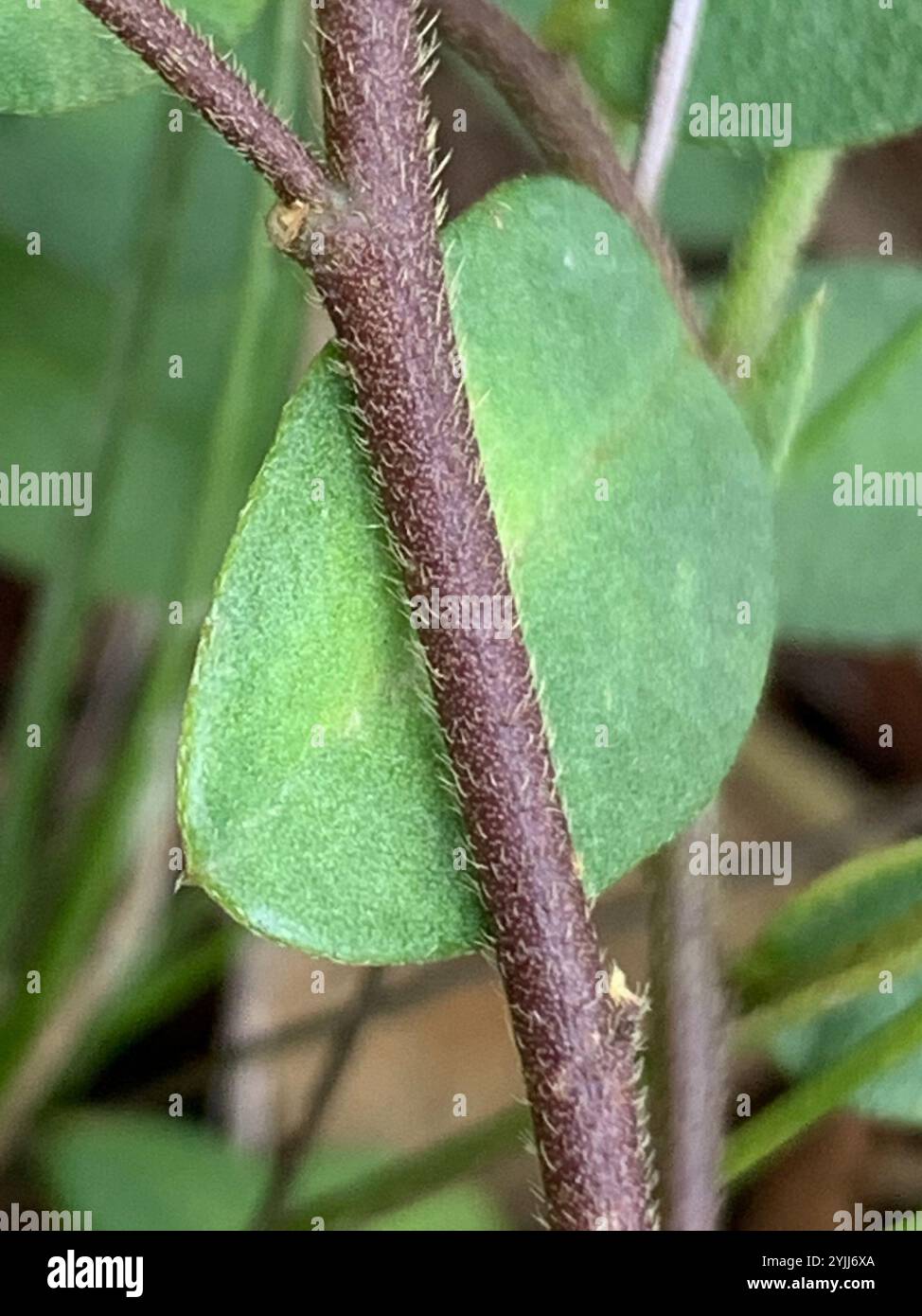 Rabbitbells (Crotalaria rotundifolia Stock Photo - Alamy