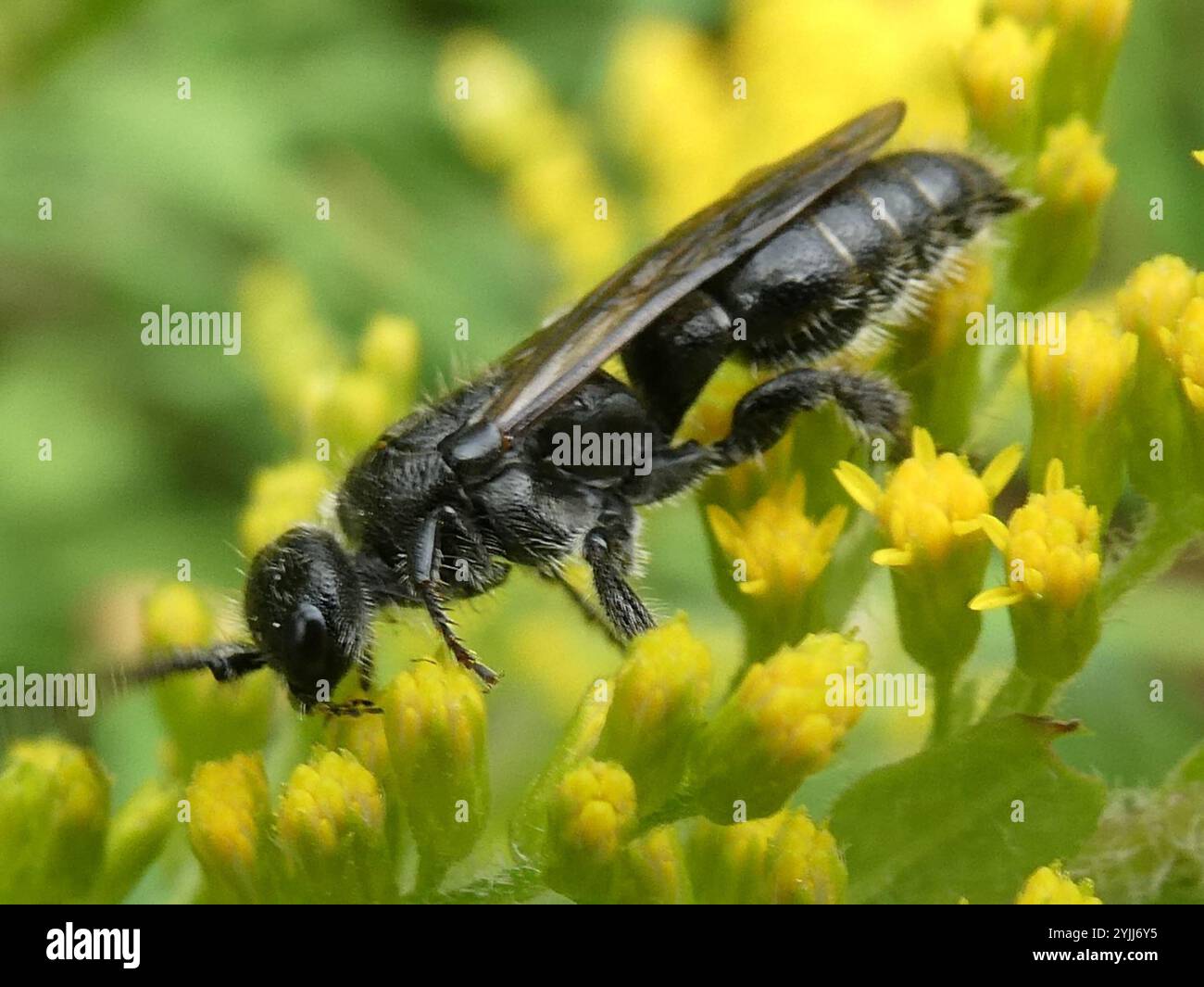 Tiphiid Flower Wasps (Tiphiidae Stock Photo - Alamy
