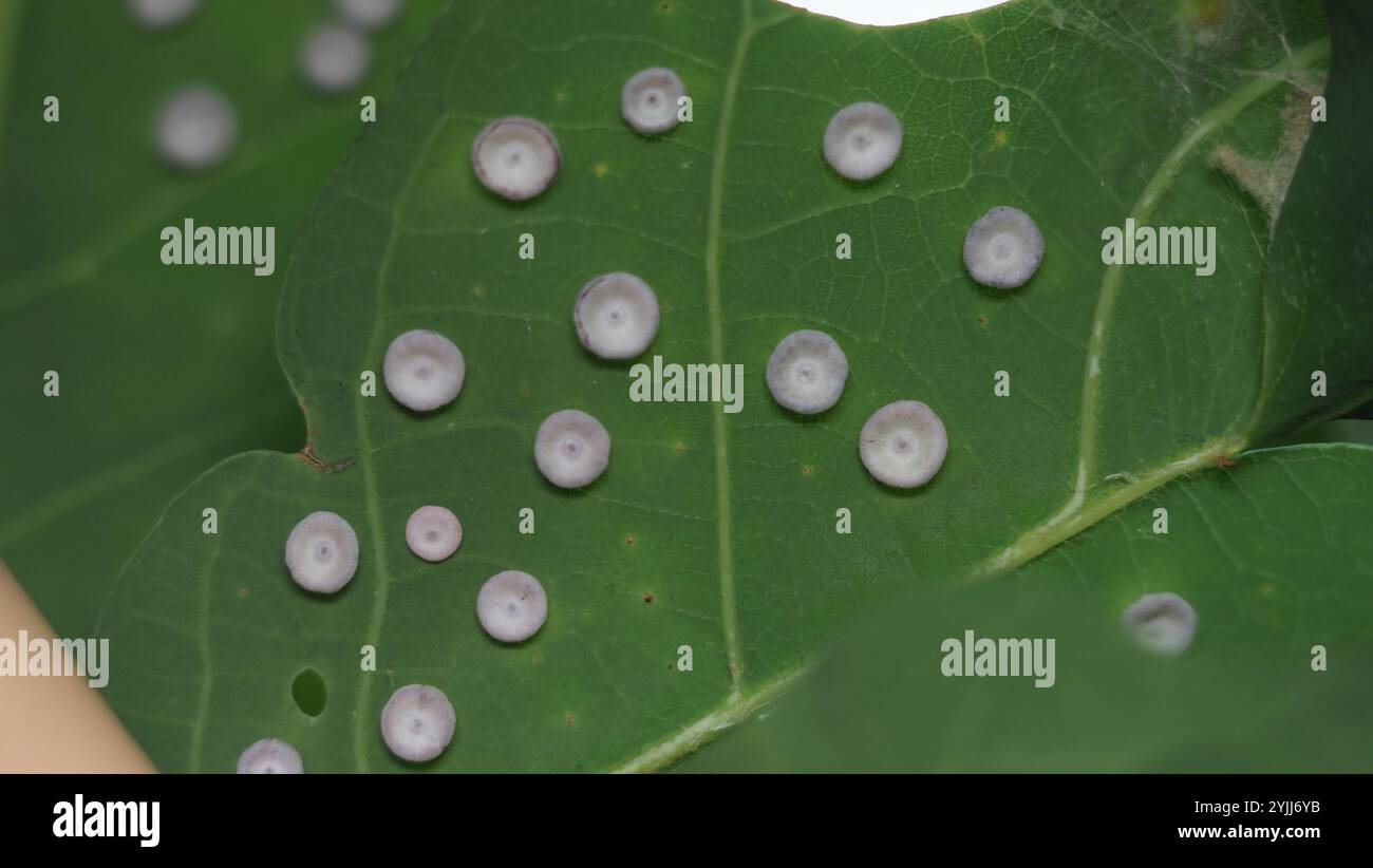 Poculum hi-res stock photography and images - Alamy