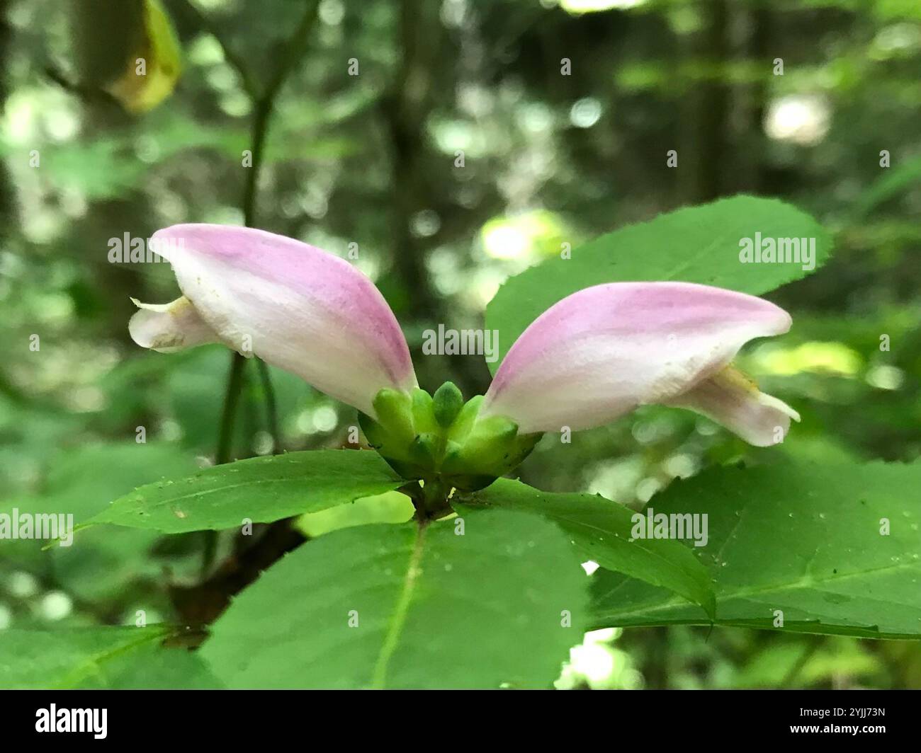 pink turtlehead (Chelone lyonii Stock Photo - Alamy