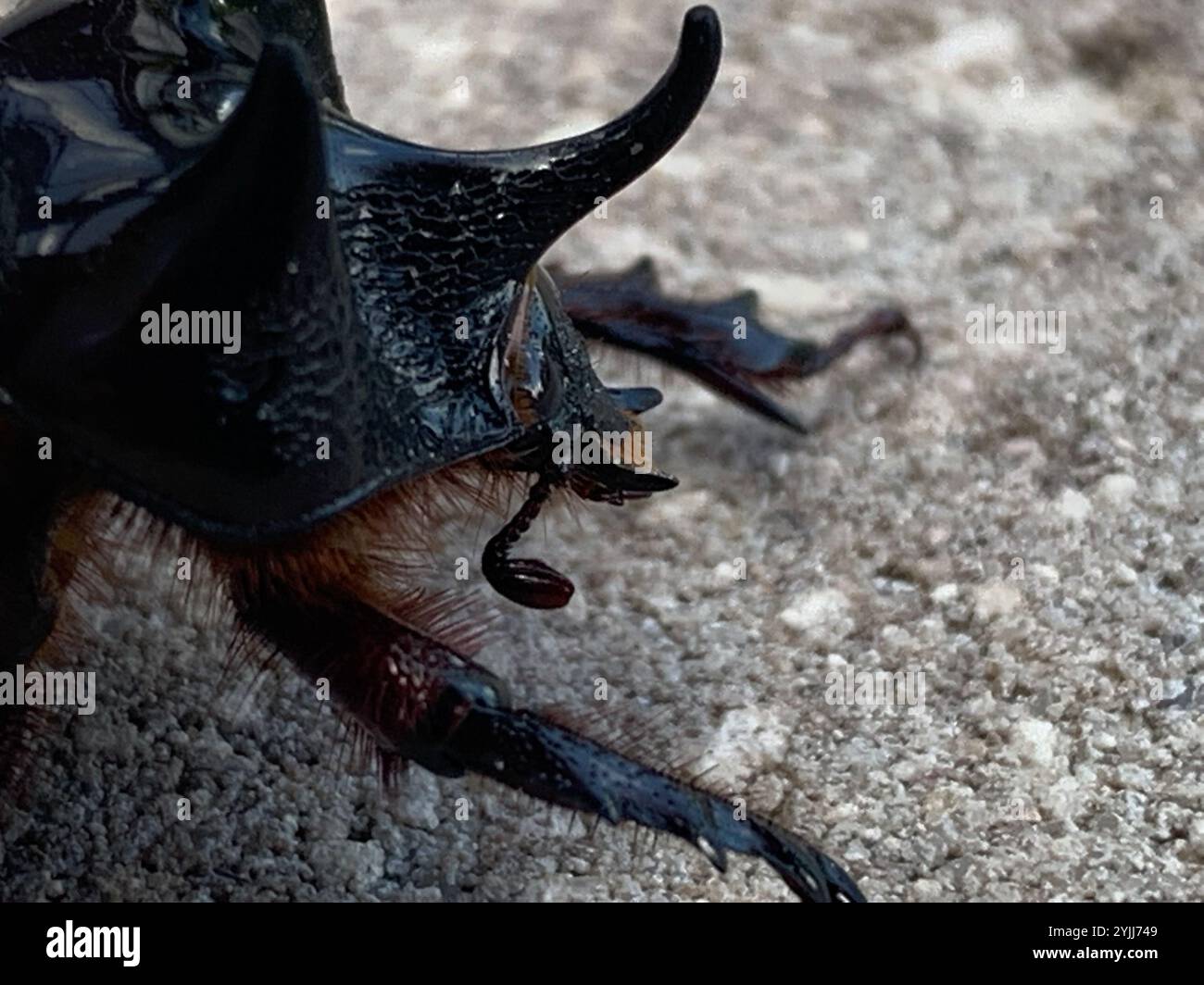 Smooth Ox Beetle (Strategus antaeus Stock Photo - Alamy