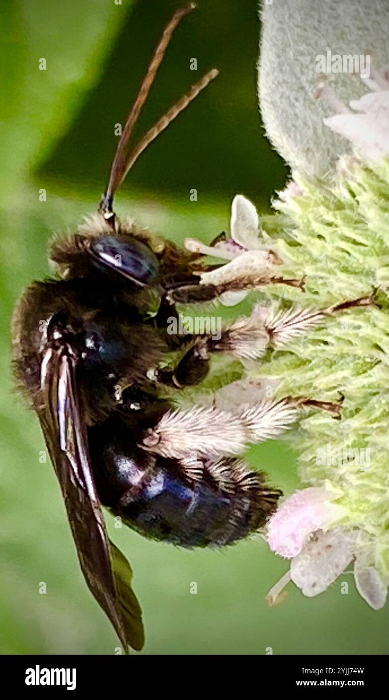 Two-spotted Longhorn Bee (Melissodes bimaculatus Stock Photo - Alamy