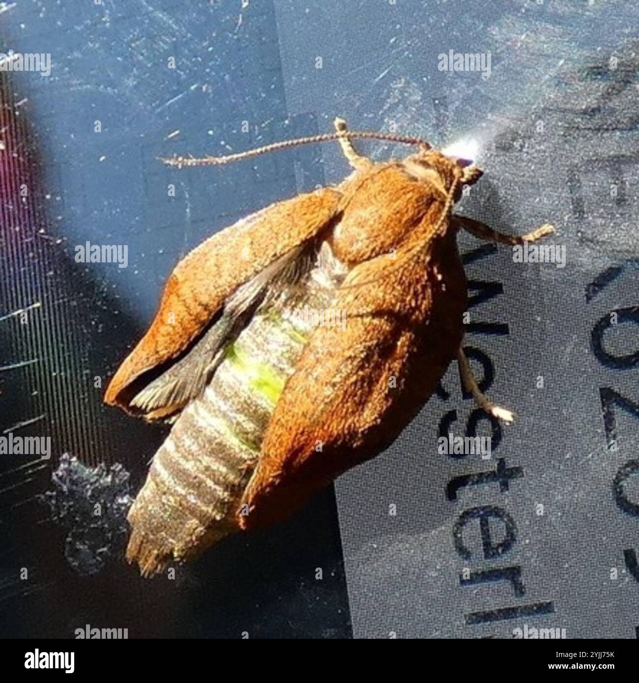 Carnation tortrix cacoecimorpha pronubana tortrix hi-res stock ...