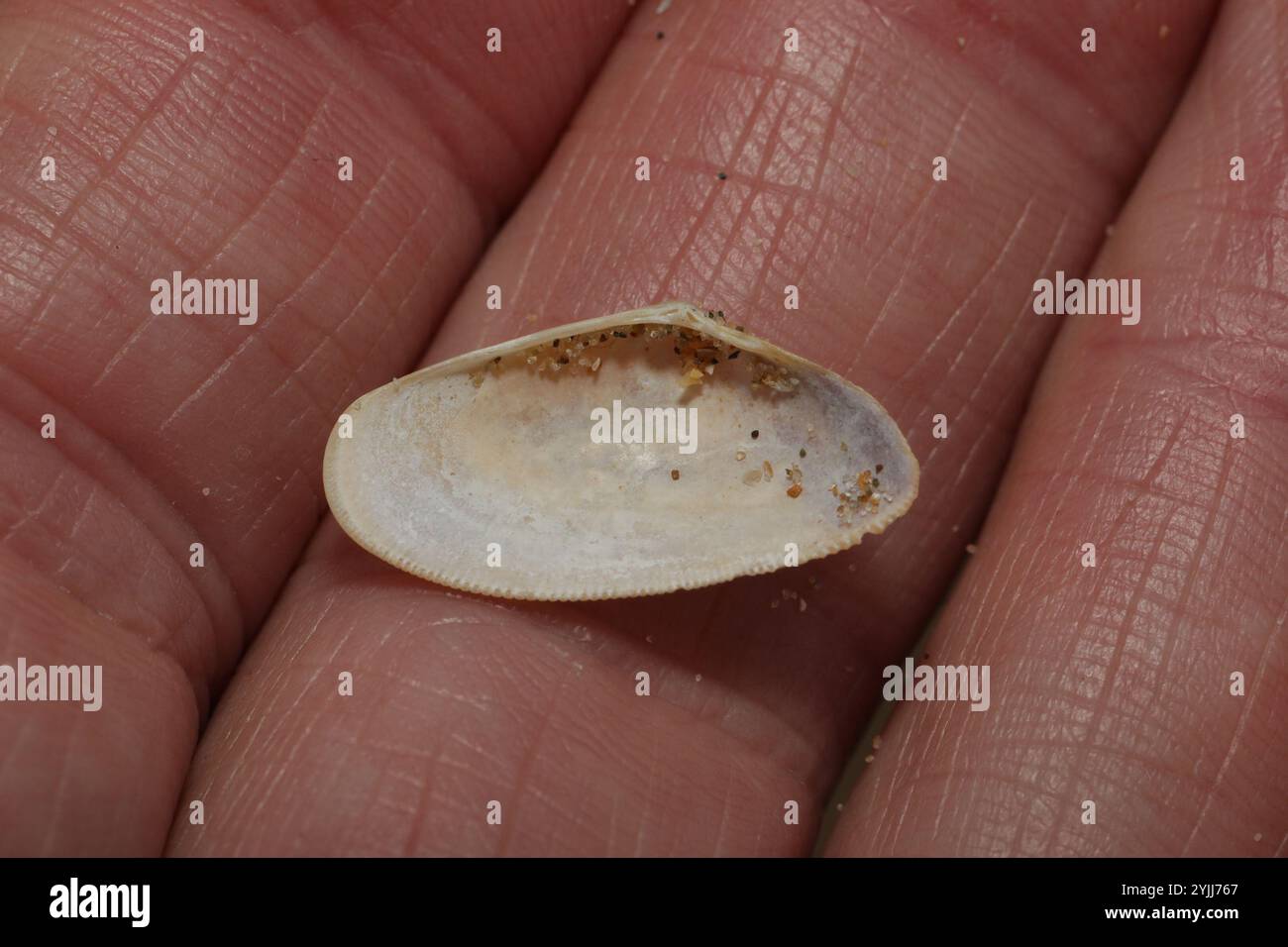Banded Wedge Shell (Donax vittatus Stock Photo - Alamy