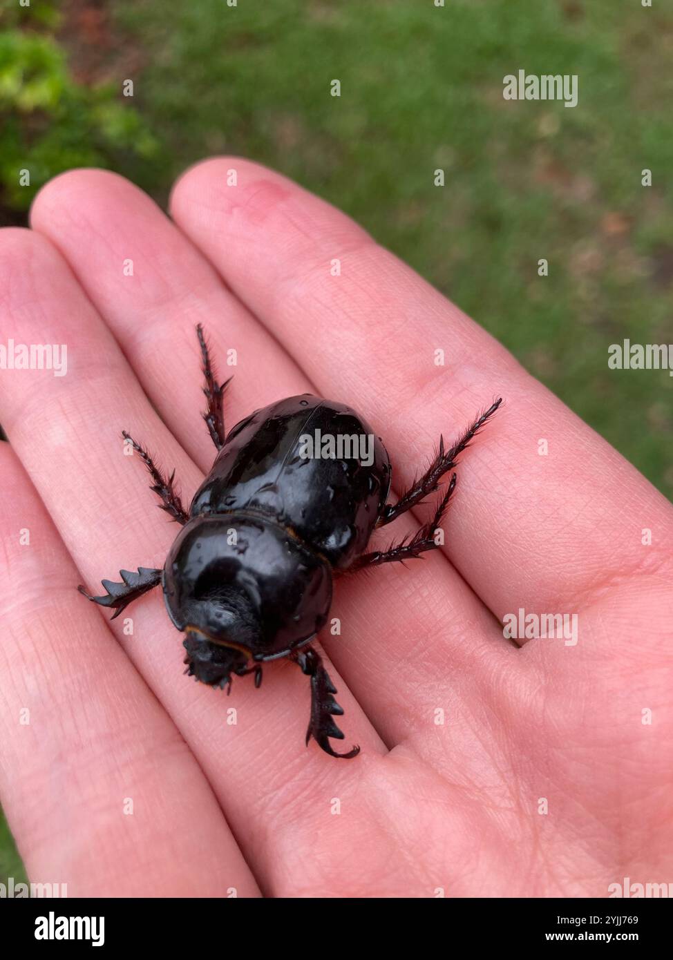 Smooth Ox Beetle (Strategus antaeus Stock Photo - Alamy