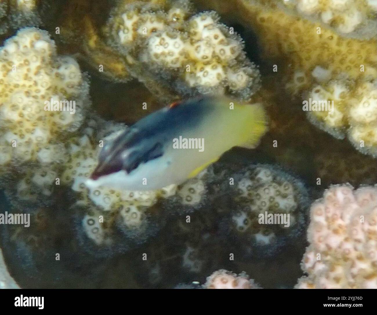 Red Sea Bird Wrasse (Gomphosus klunzingeri Stock Photo - Alamy