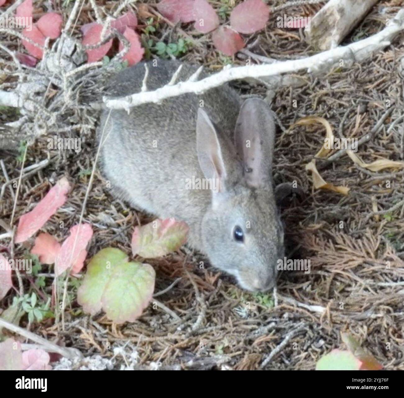 Brush Rabbit (Sylvilagus bachmani Stock Photo - Alamy