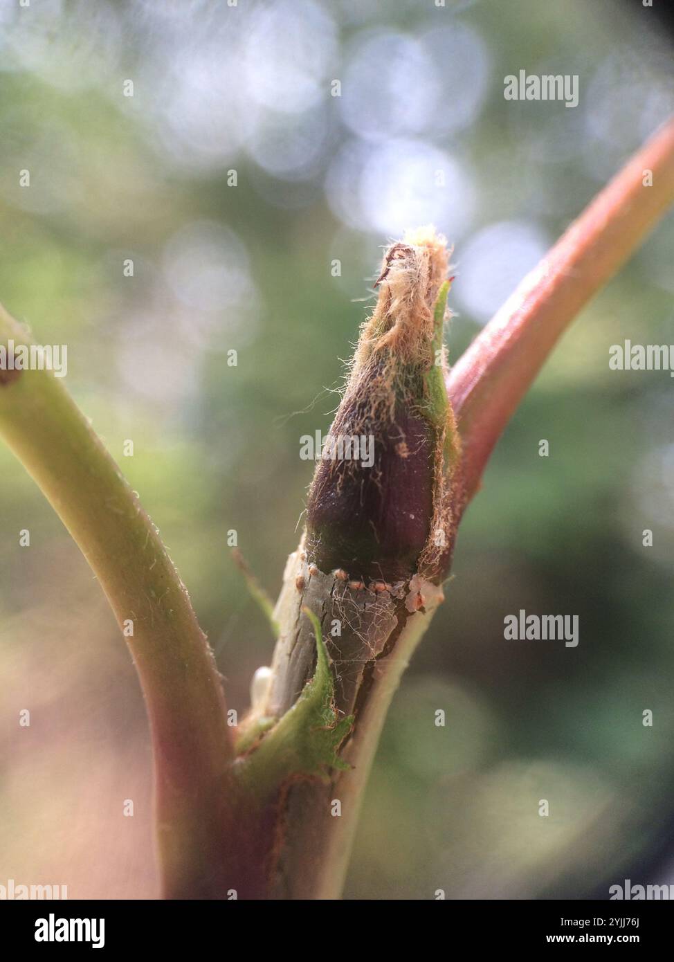 showy mountain-ash (Sorbus decora Stock Photo - Alamy