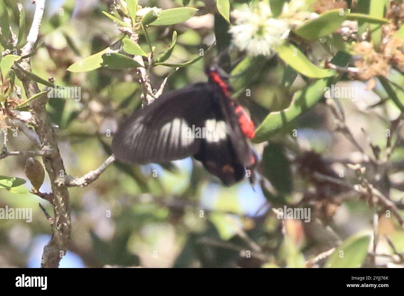 Red-bodied Swallowtail (Pachliopta polydorus Stock Photo - Alamy