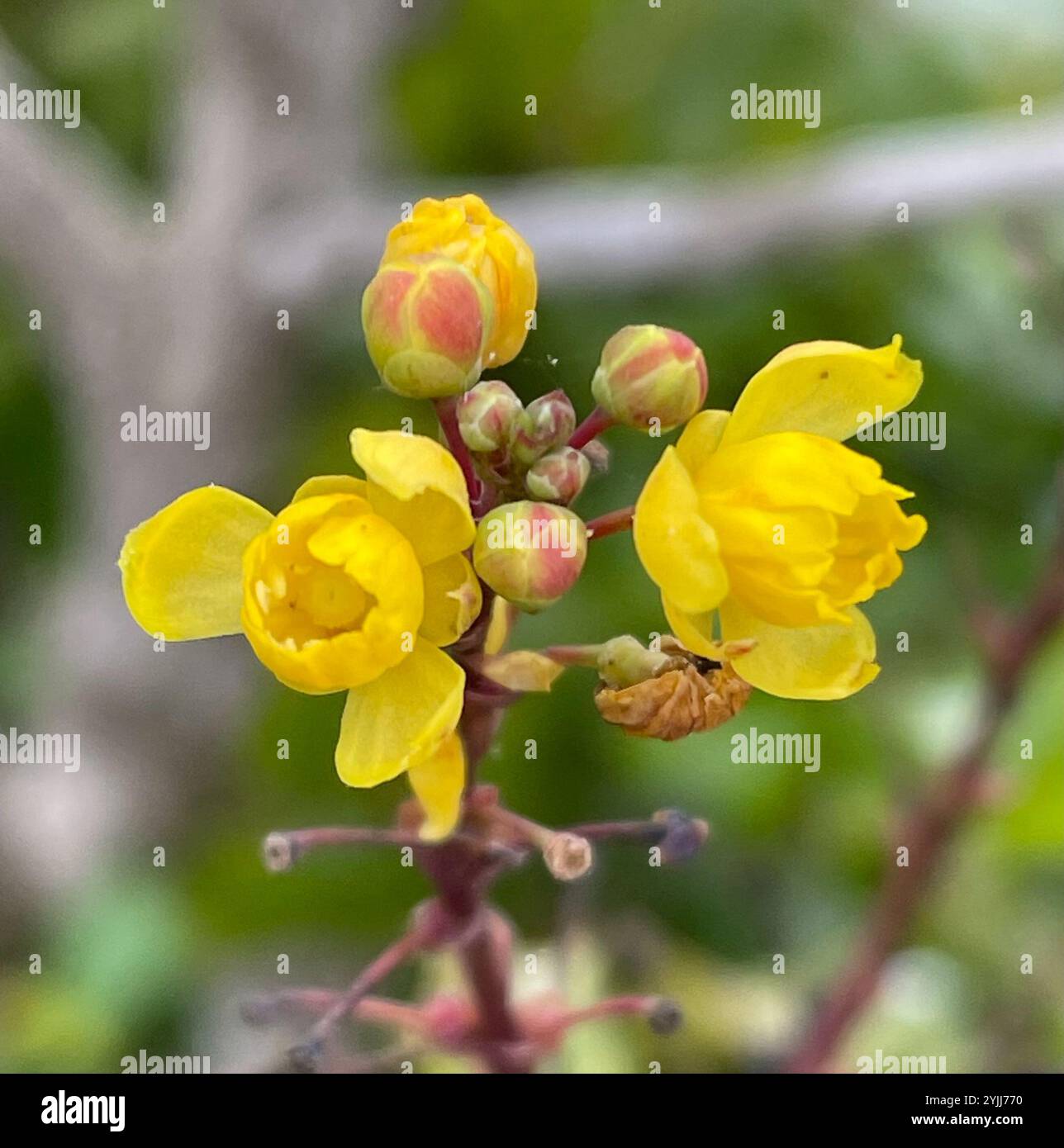 California barberry hi-res stock photography and images - Alamy