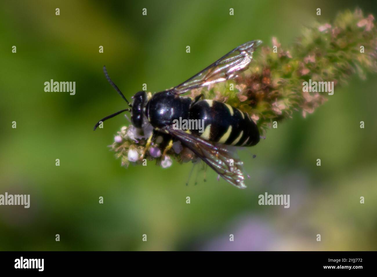 Four-banded Stink Bug Wasp (Bicyrtes quadrifasciatus Stock Photo - Alamy