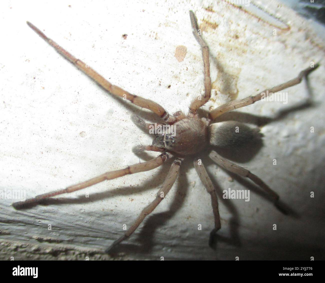 Stealthy Ground Spiders (Gnaphosidae Stock Photo - Alamy