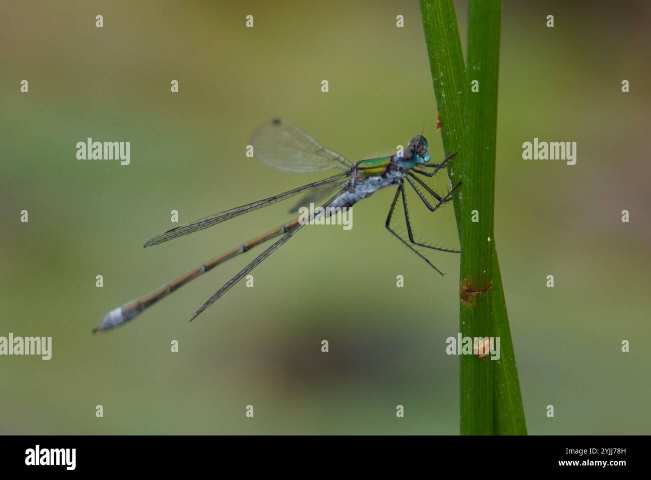 Common Spreadwing (Lestes sponsa Stock Photo - Alamy