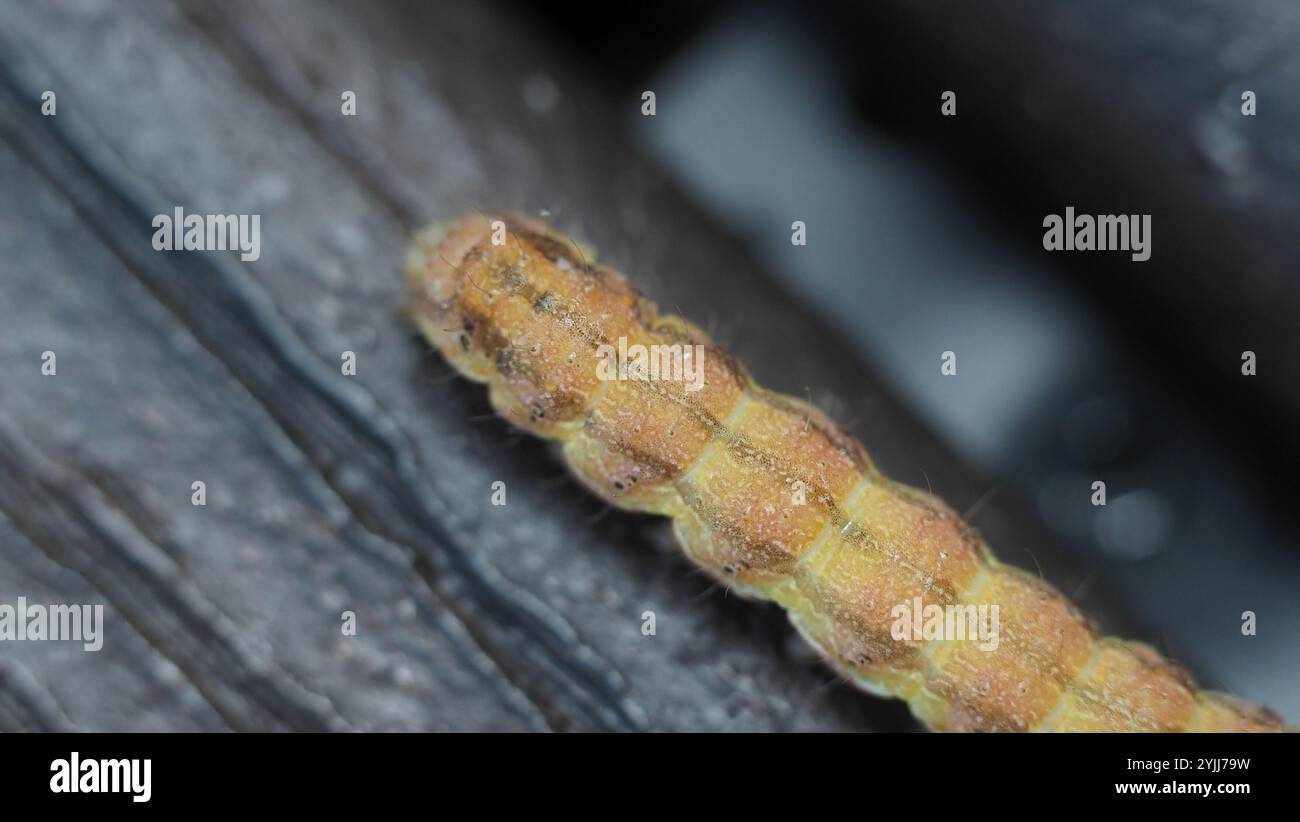 Corn Earworm Moth (Helicoverpa zea Stock Photo - Alamy