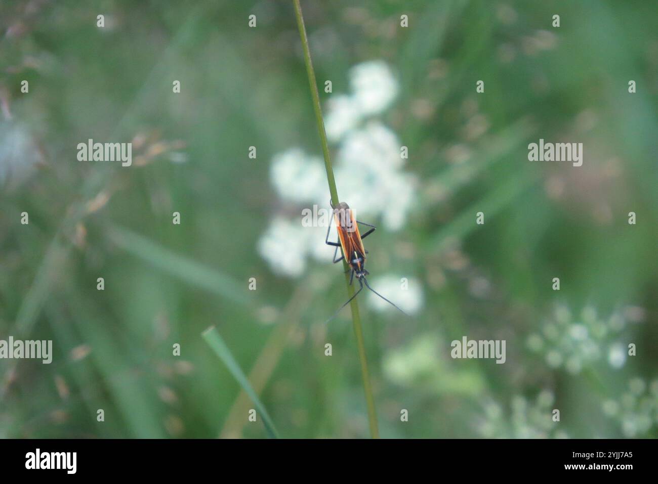 Meadow Plant Bug (Leptopterna dolabrata Stock Photo - Alamy
