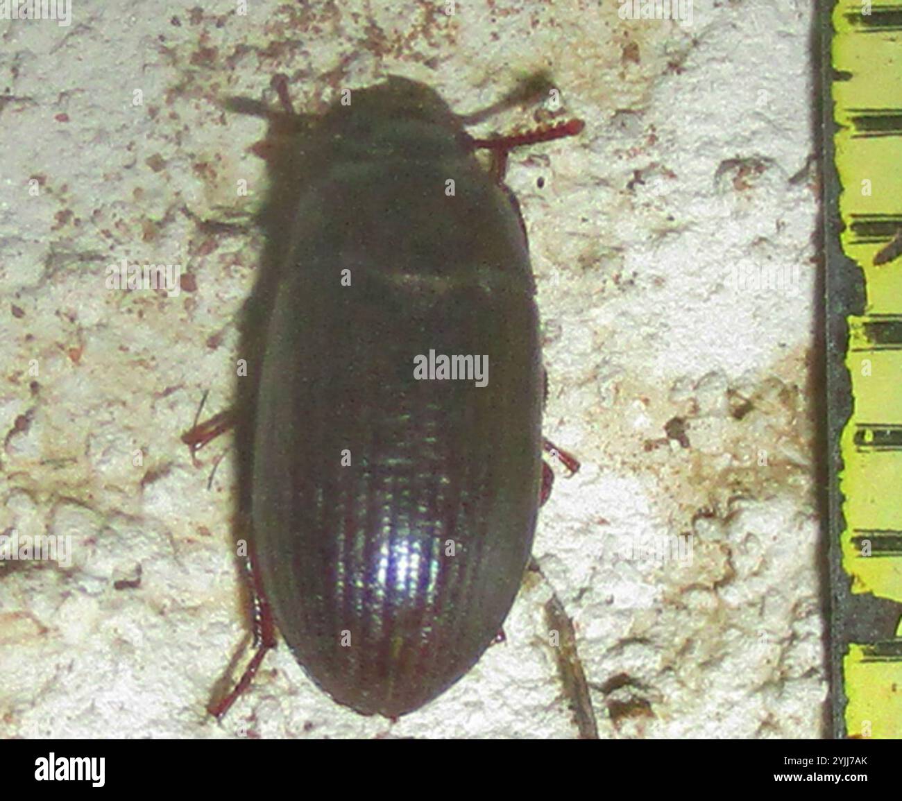 Darkling Beetles (Tenebrionidae Stock Photo - Alamy