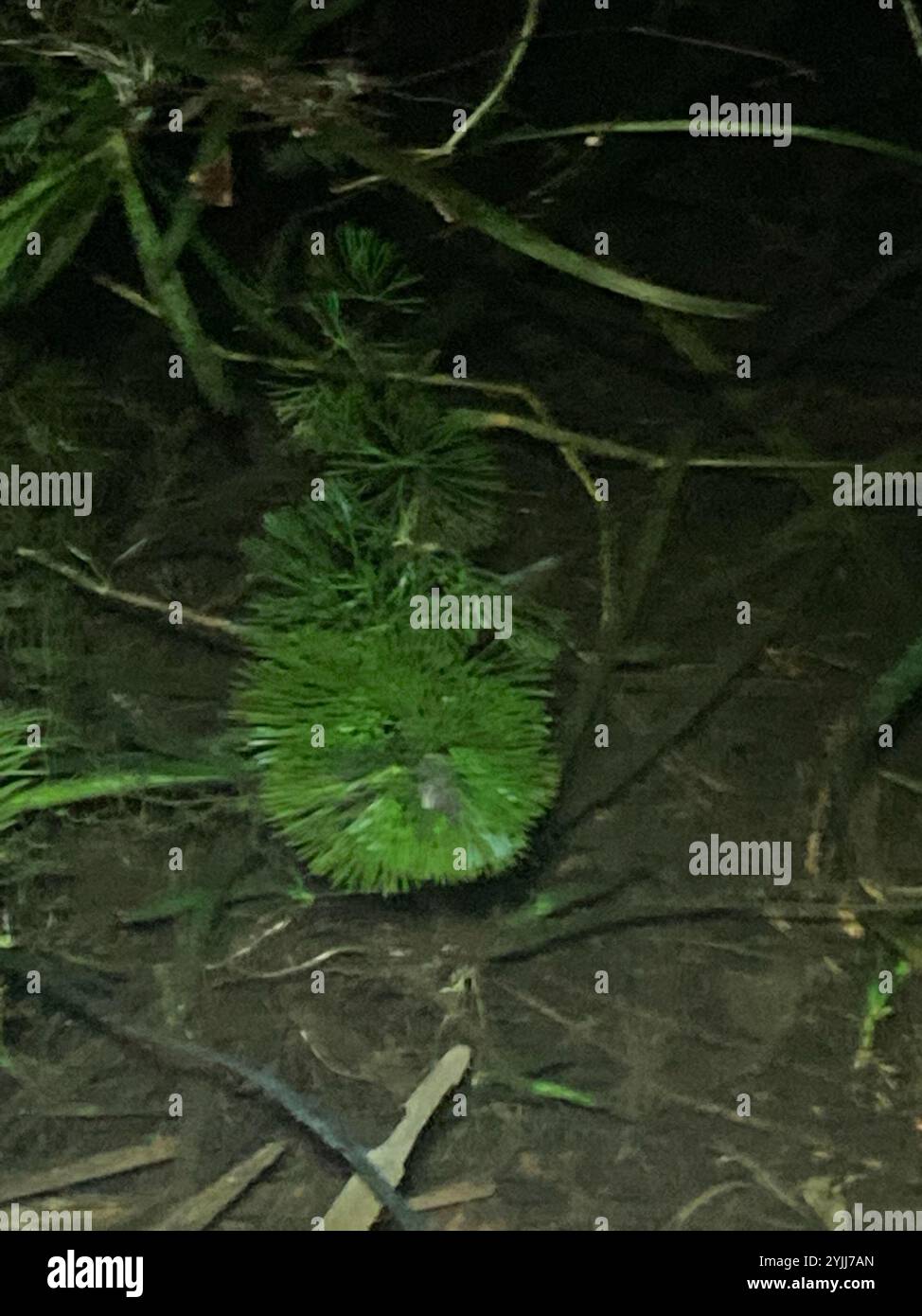 Carolina Fanwort (Cabomba caroliniana Stock Photo - Alamy