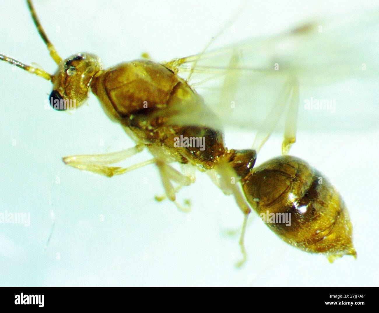 Asian Needle Ant (Brachyponera chinensis Stock Photo - Alamy