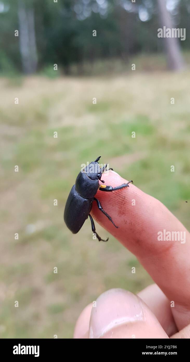 Lesser Stag Beetle (Dorcus parallelipipedus Stock Photo - Alamy