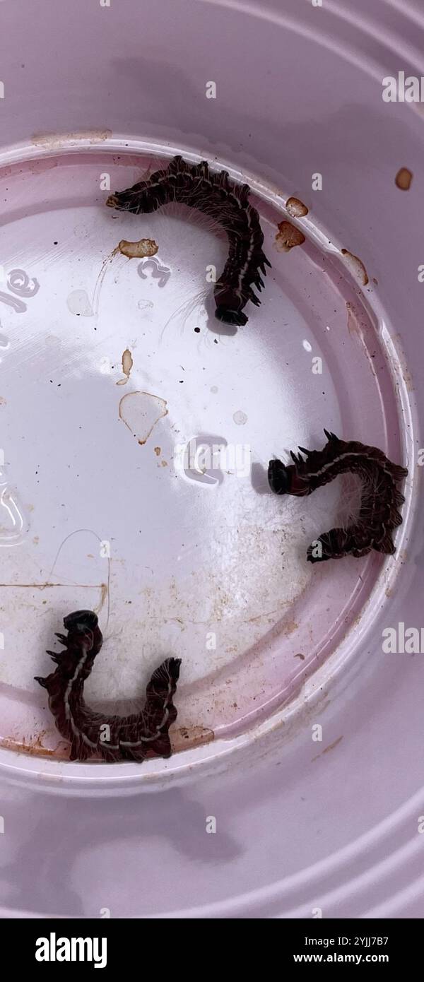 Walnut Caterpillar Moth (Datana integerrima Stock Photo - Alamy