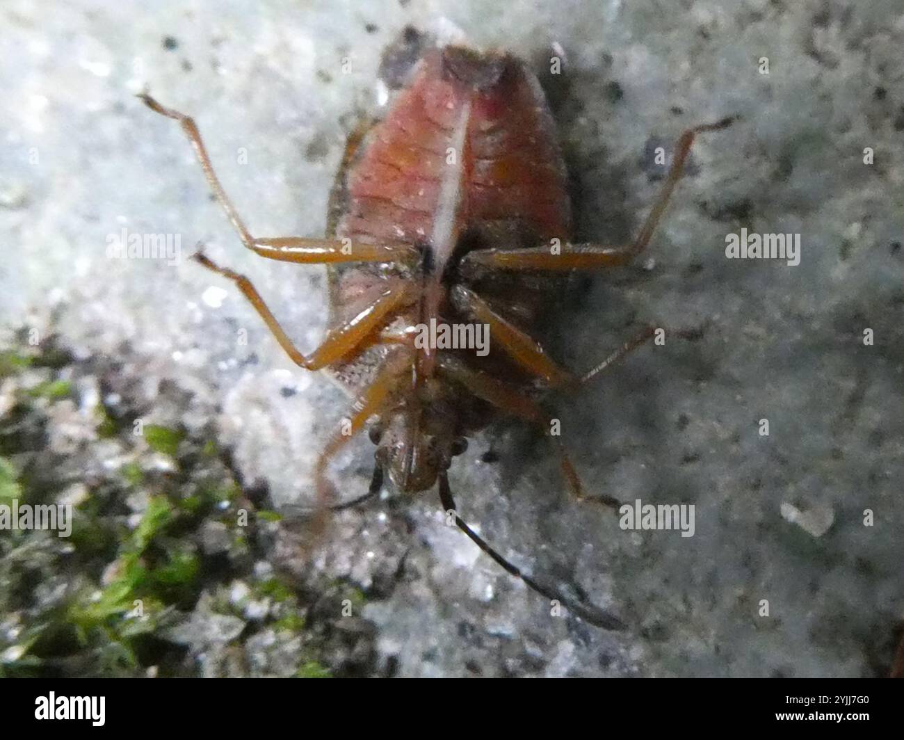 Edge-striped Shield Bug (Elasmucha lateralis Stock Photo - Alamy