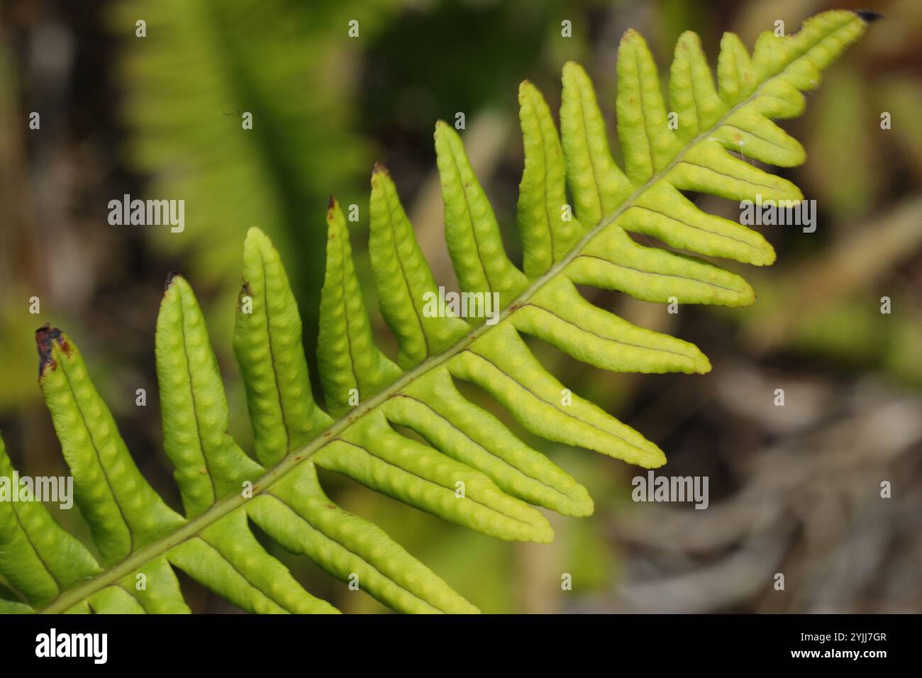 common polypody (Polypodium vulgare Stock Photo - Alamy