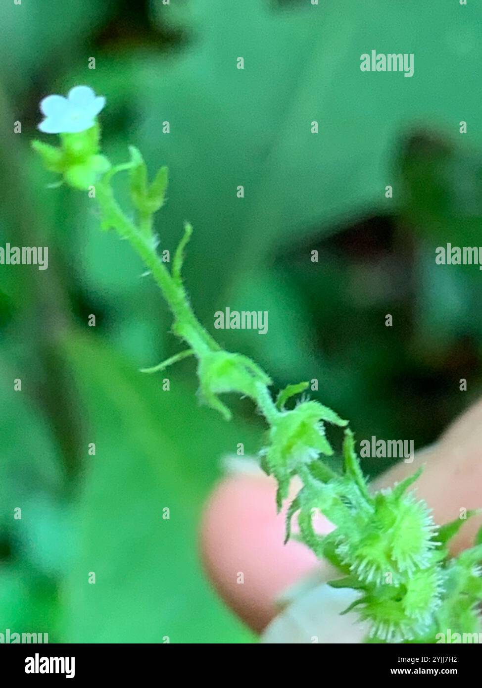 virginia stickseed (Hackelia virginiana Stock Photo - Alamy