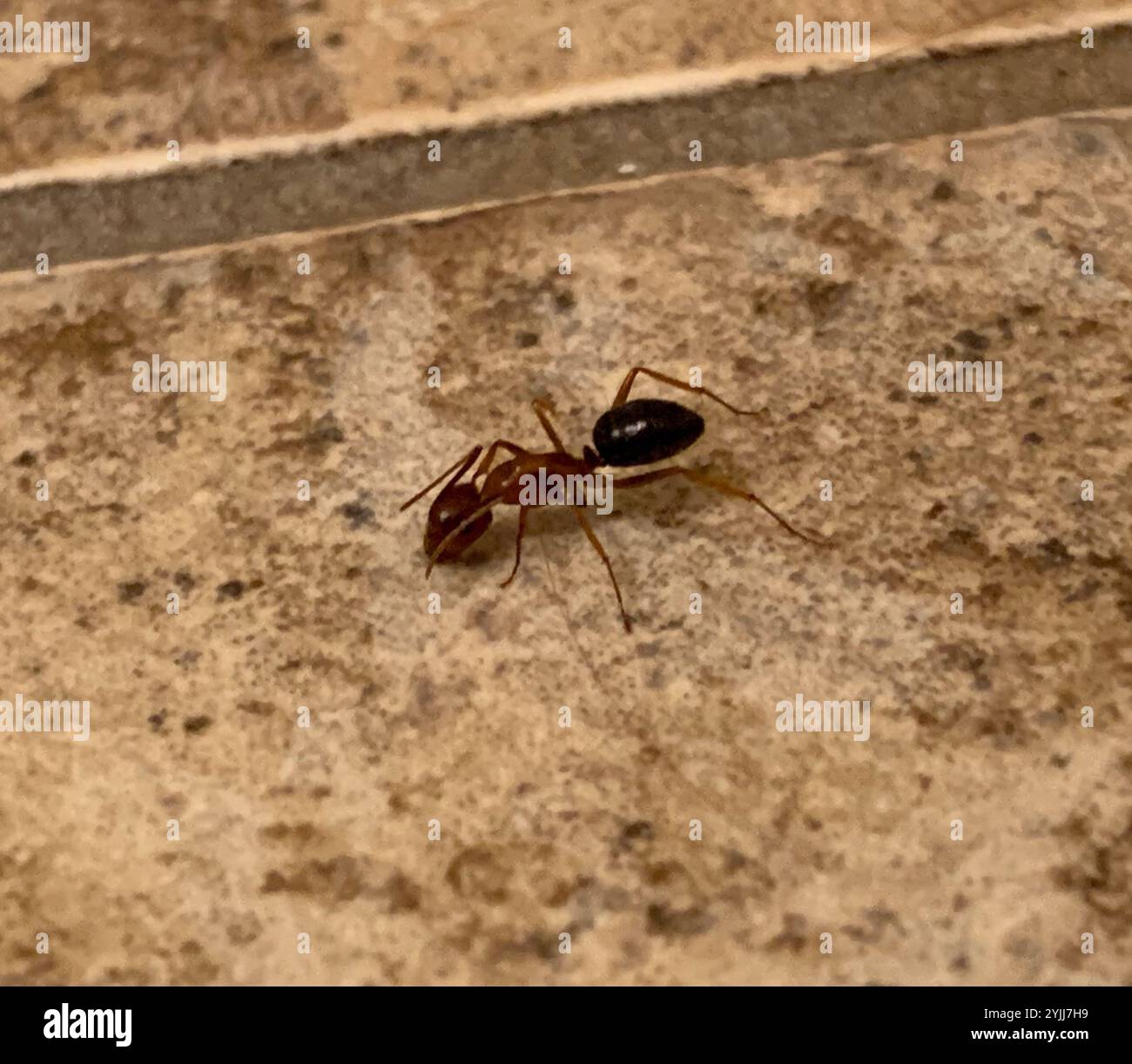 Florida Carpenter Ant (Camponotus floridanus Stock Photo - Alamy