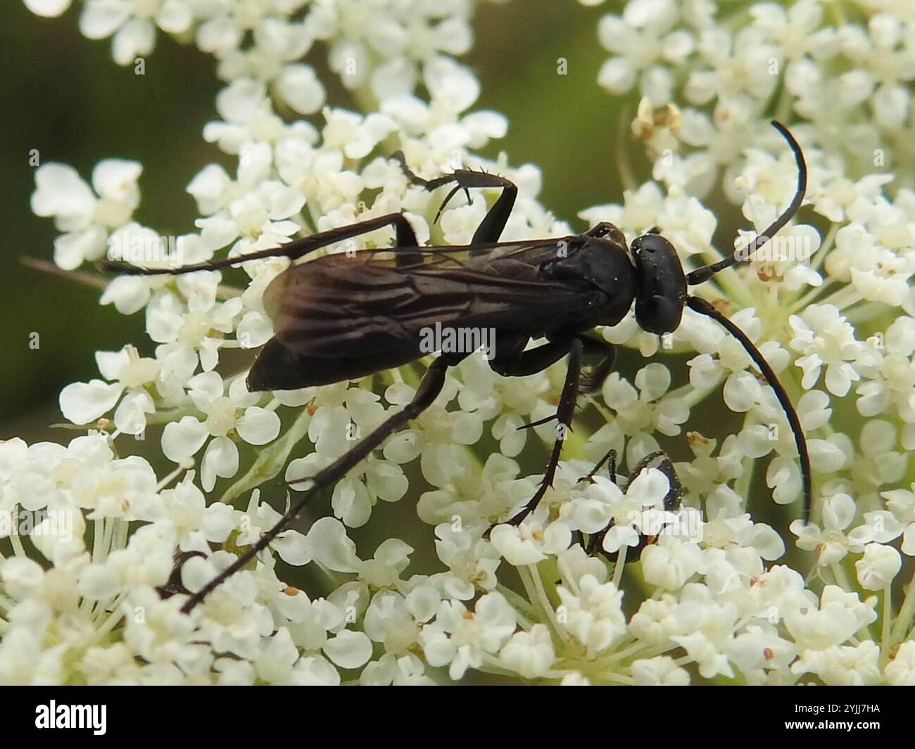 Blue-black Spider Wasps (Anoplius Stock Photo - Alamy