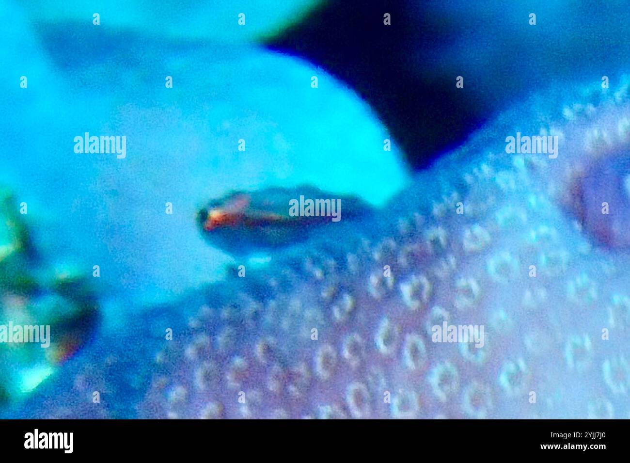 Ray-finned Fishes (Actinopterygii Stock Photo - Alamy