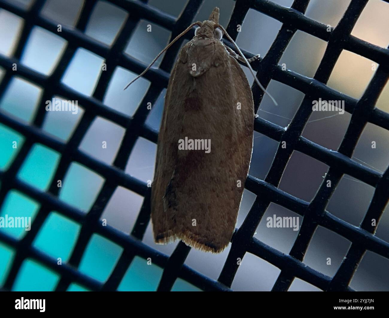 Tortricid Leafroller Moths and Allies (Tortricoidea Stock Photo - Alamy