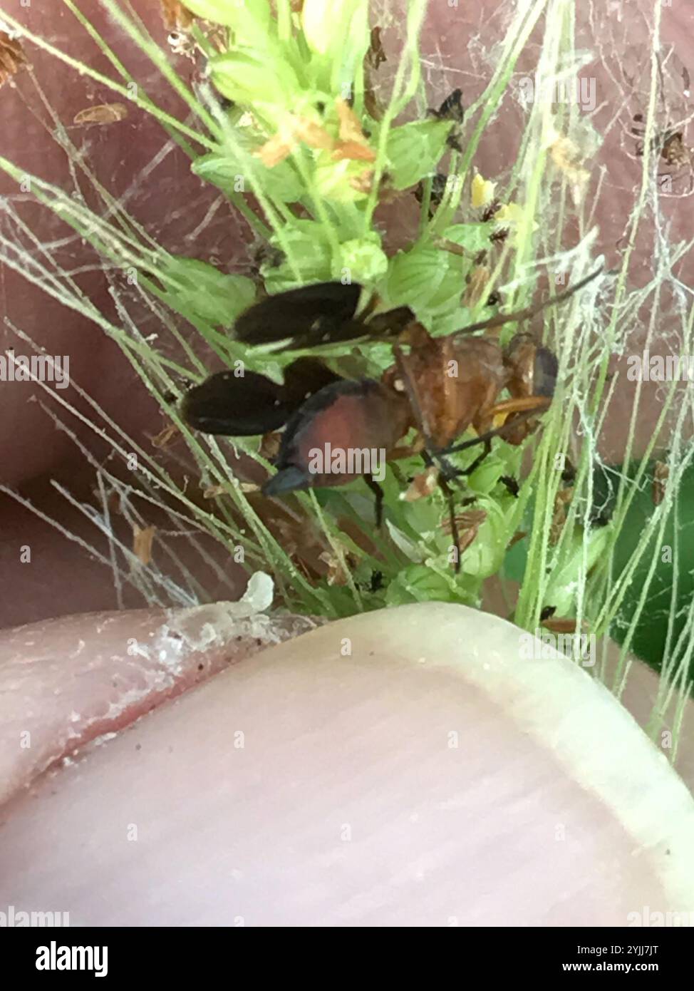 Common Picture-winged Fly (Delphinia picta Stock Photo - Alamy