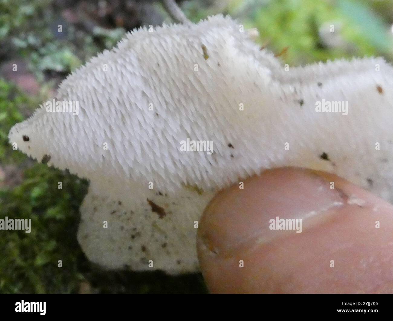Toothed Jelly Fungus (Pseudohydnum gelatinosum Stock Photo - Alamy