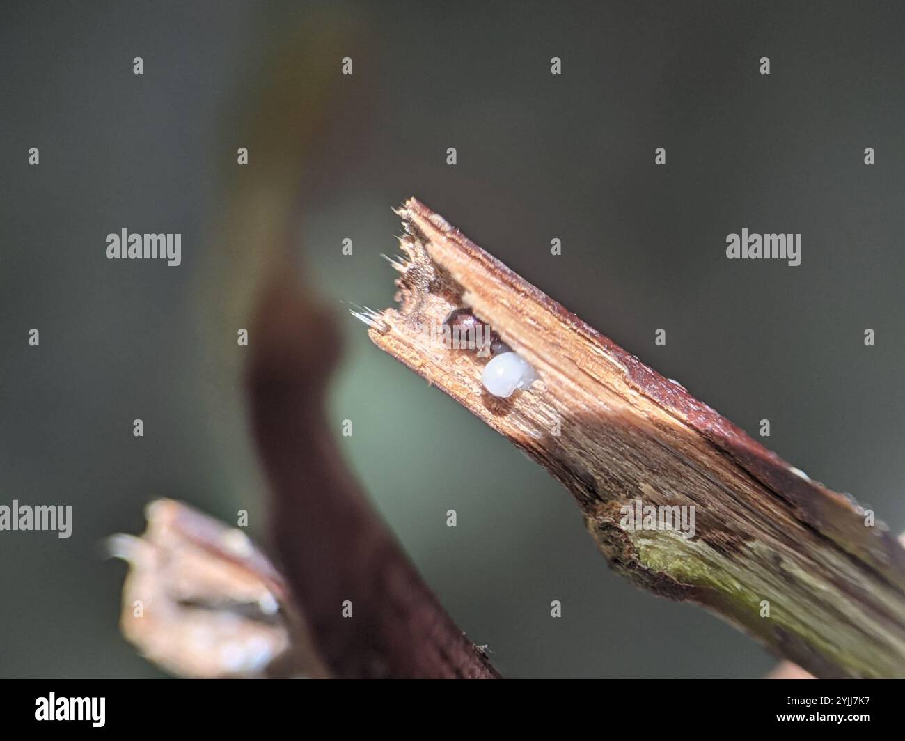 Black Twig Borer (Xylosandrus compactus Stock Photo - Alamy